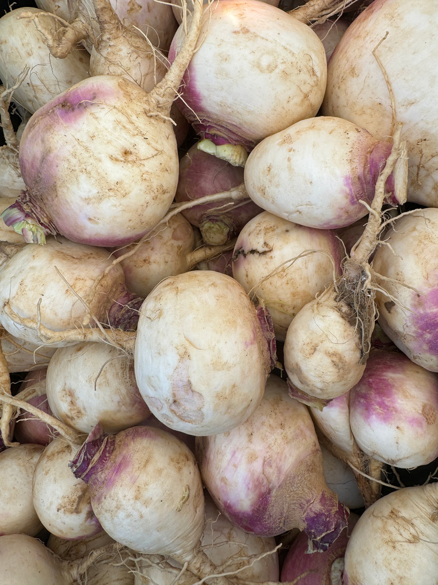 Purple Top Turnips – Common Root Farm
