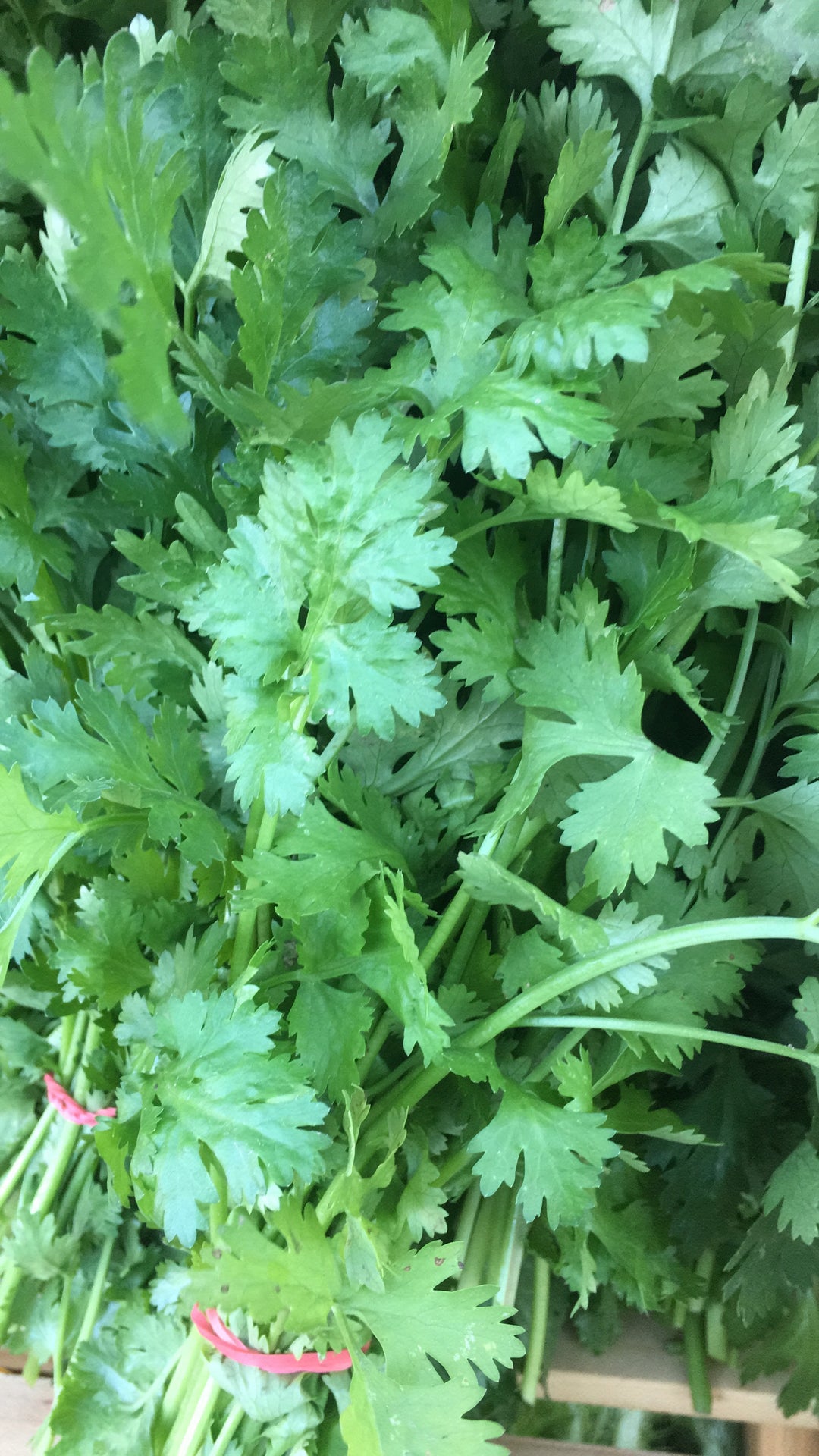 Cilantro - 1 Bunch – Common Root Farm