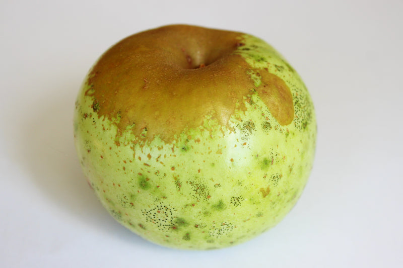 Father Abraham Apple - Sweet – Common Root Farm