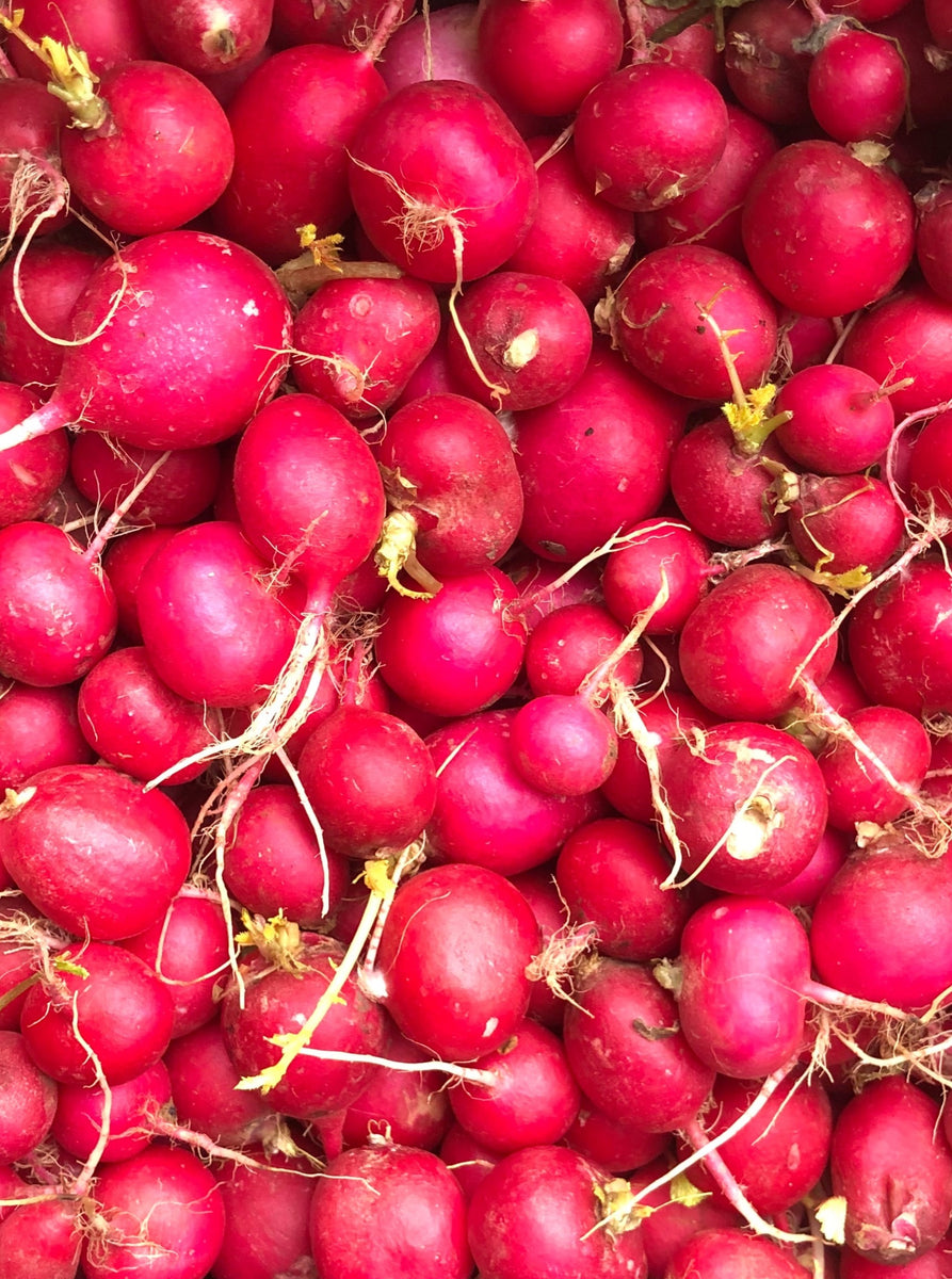 Loose Red Radishes - 1/2# – Common Root Farm