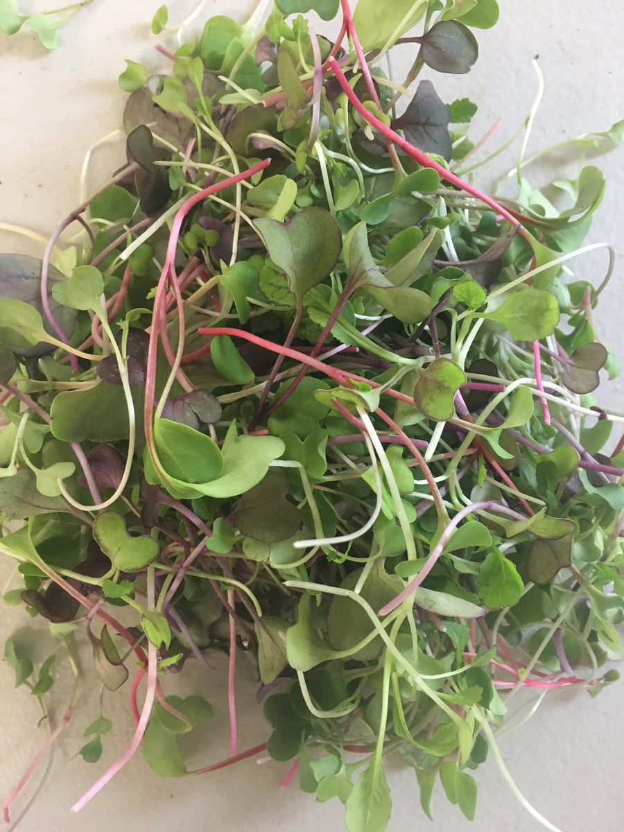 POS Spicy Microgreens - 2.5 oz – Common Root Farm