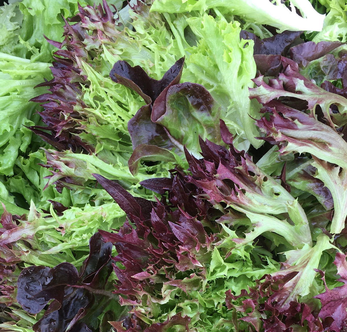 Lettuce Mix - 5 oz – Common Root Farm
